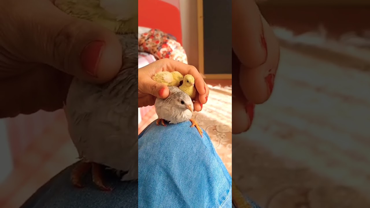 my button quail chick and adult 😘