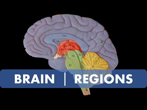 Brain Regions