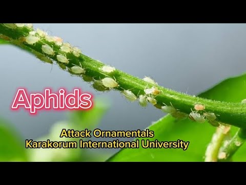 Aphids attack ornamental plants | افڈس سجاوٹی پودوں پر حملہ کرتے ہیں۔ | Urdu/Hindi