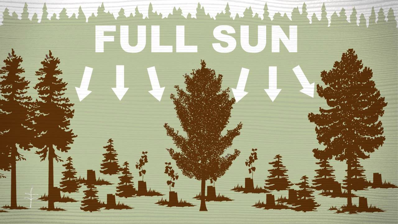 FOREST FAST BREAK: Clearcutting