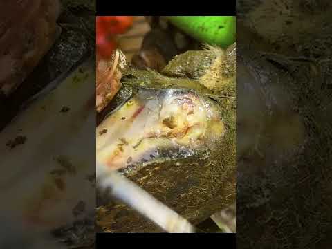 ROTTEN to the CORE!!! #satisfying #weird #wow #animals #calming #gross