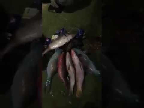 Guam double reef to rit night spear 3 prong hawaiian sling Pni fish killa