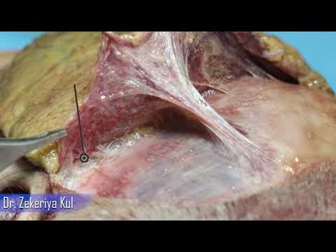 The anatomy of the Temporal Region (Cadaver dissection)