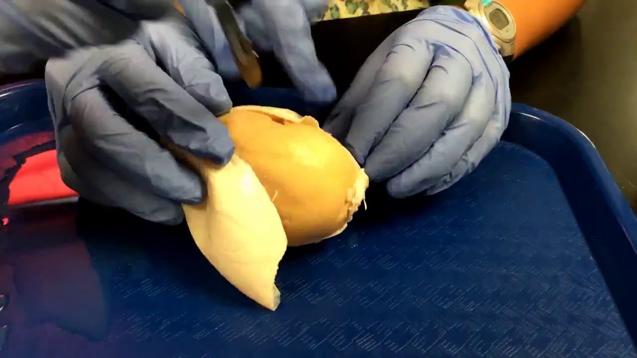 Adv Biomed - Sheep Testicle Dissection