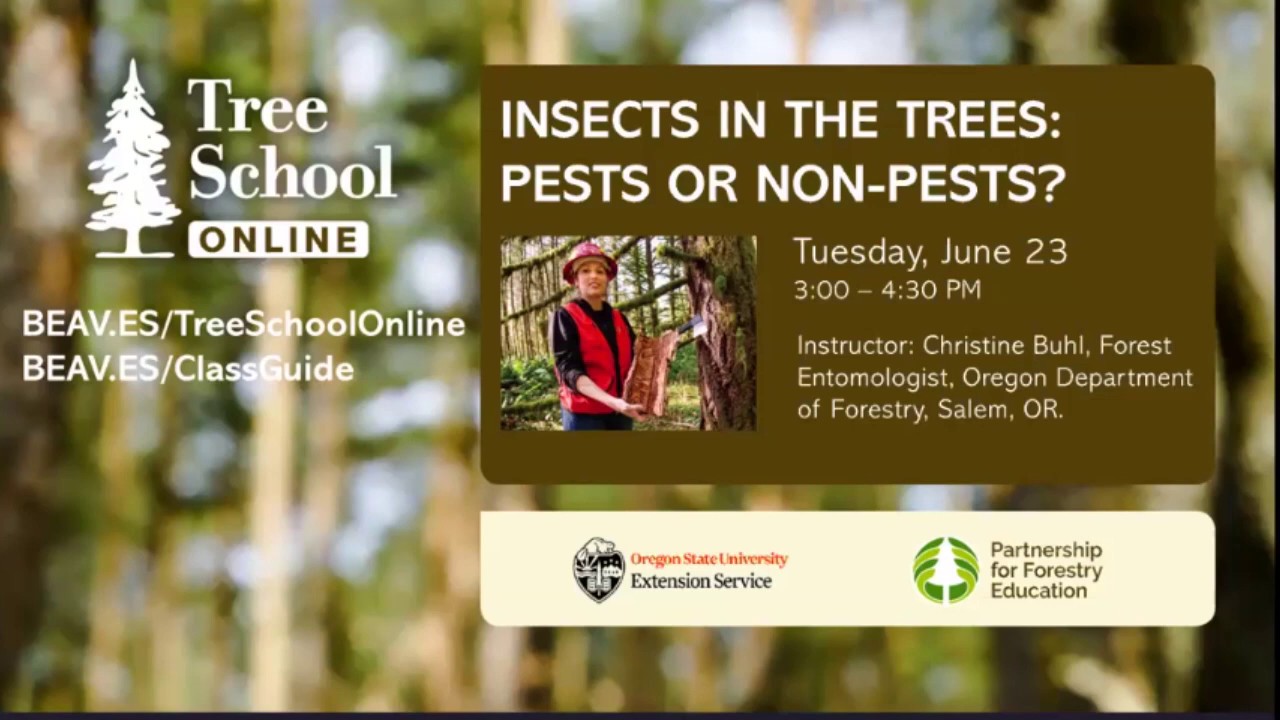Tree School Online: Insects in the Trees