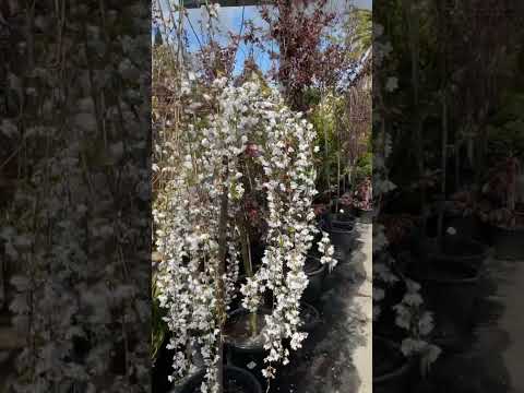 Weeping Cherry Falling Snow πΈβοΈπ in action!!