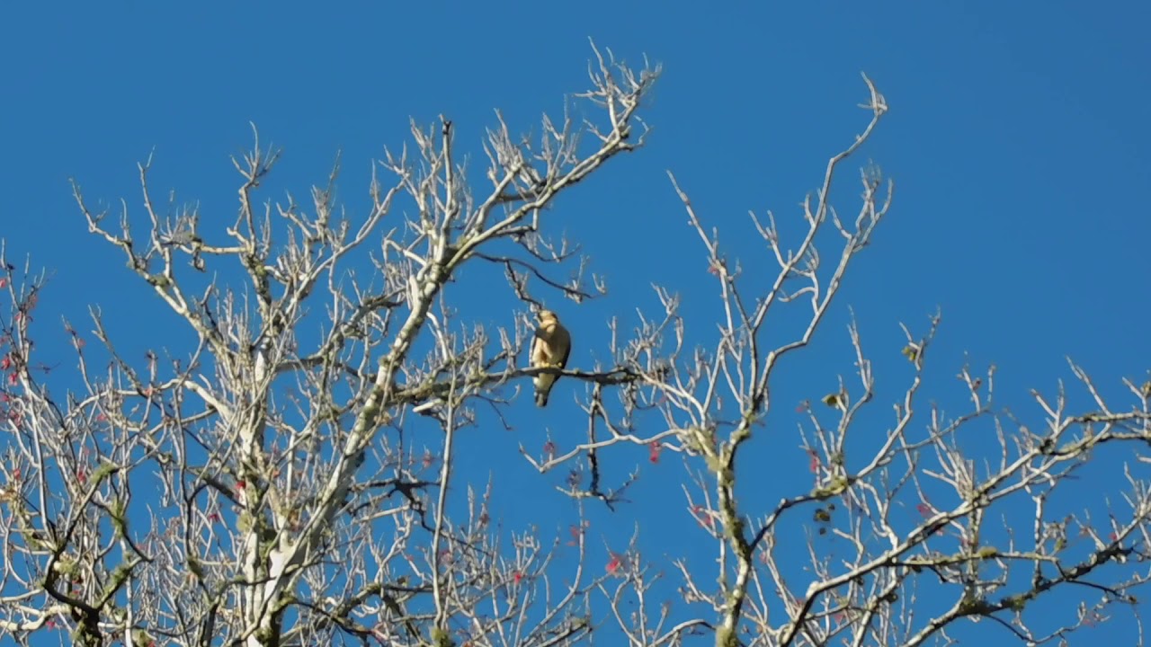 Red-shouldered Hawk calling its mate