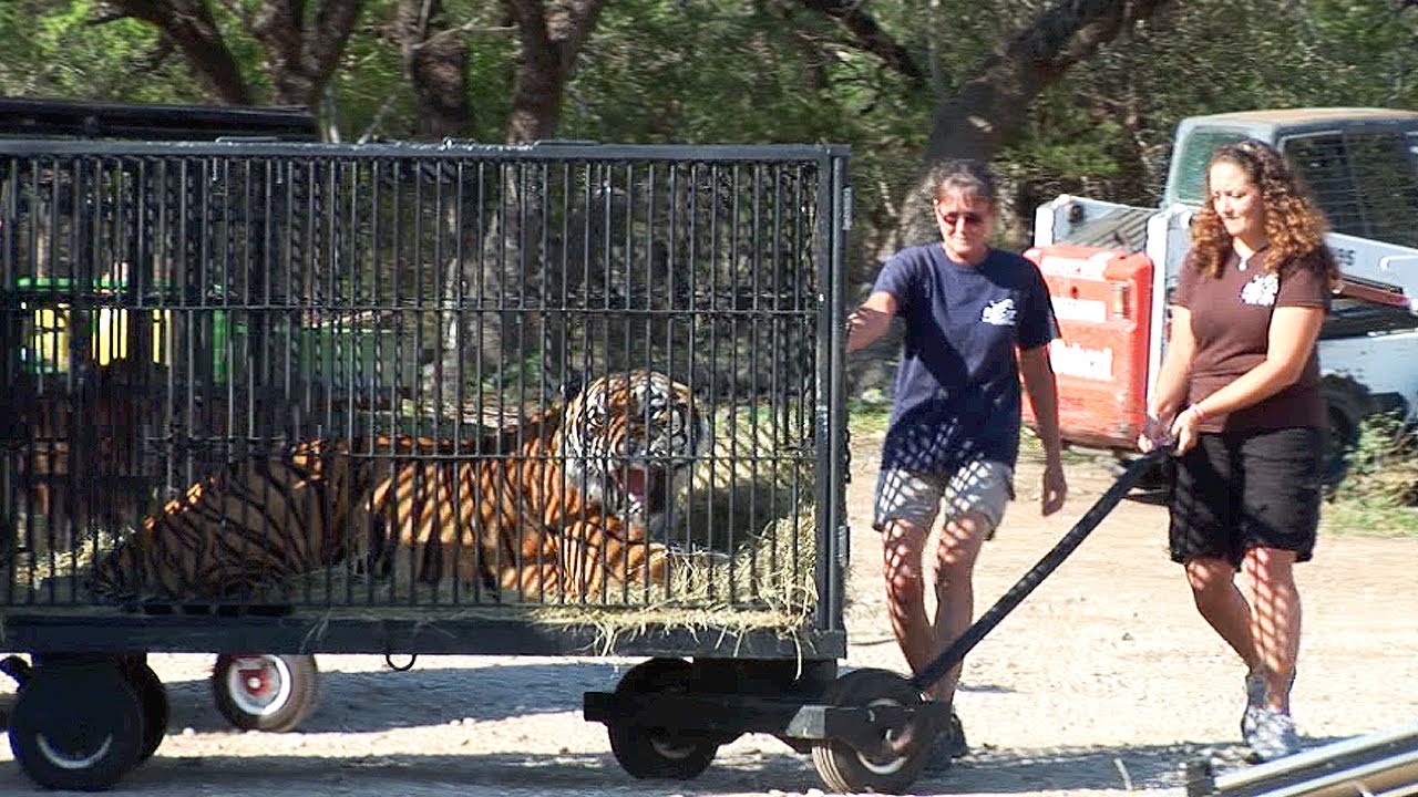 Texas Tiger Rescue
