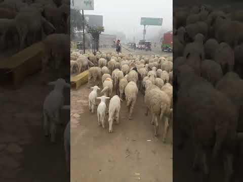 🐏🐑 A flock/Herd of sheep 🐑🐏
