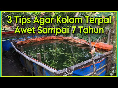 Cara Agar Kolam Terpal Bisa Awet | Bisa Tahan 5-7 Tahun!😱