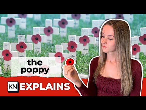 Why do people wear a poppy on Remembrance Day? | CBC Kids News