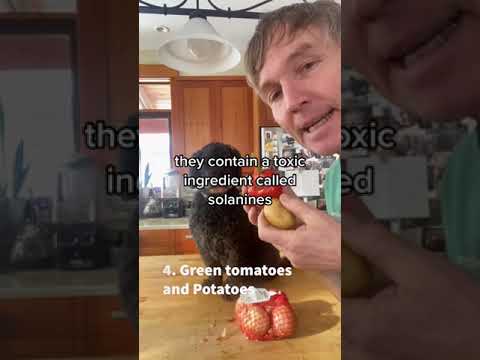 5 Common Fruits and Vegetables to Never Feed your Dog