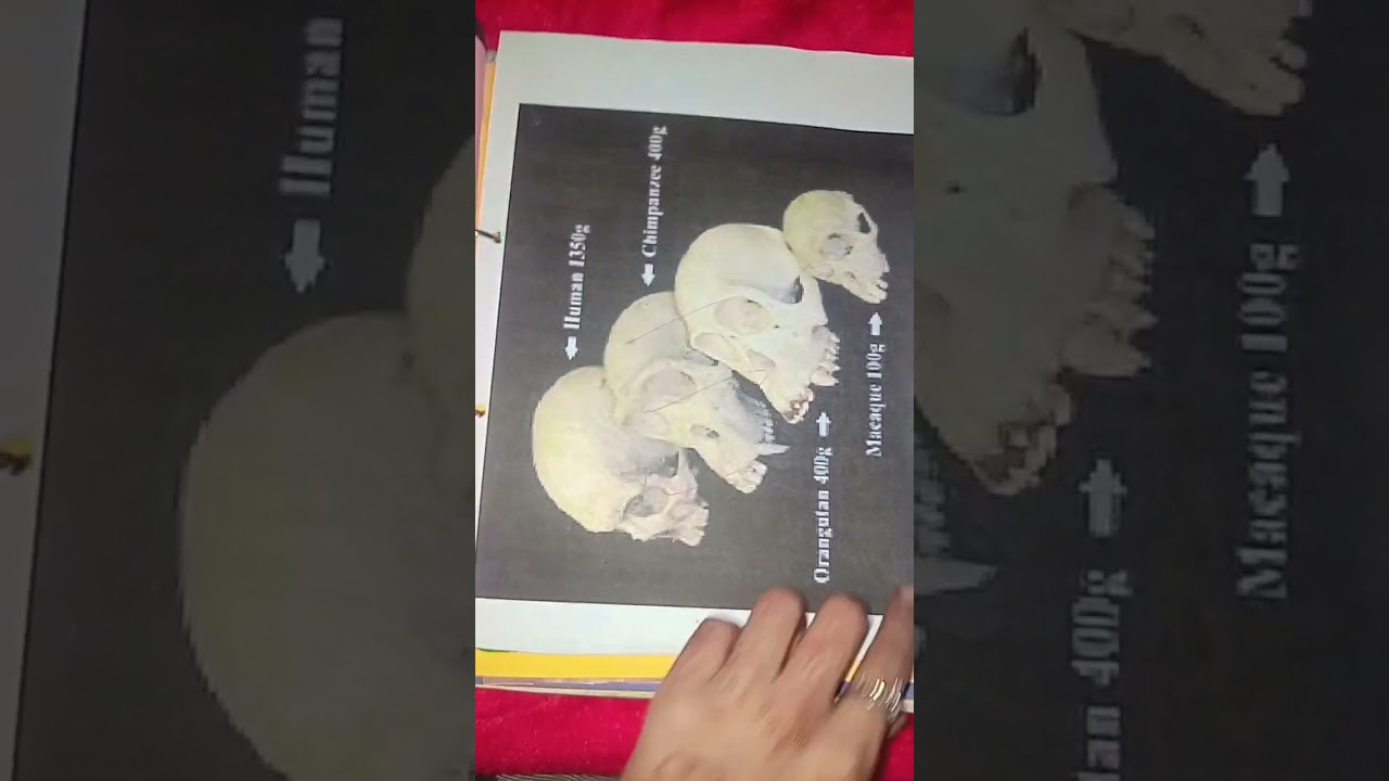 Human evolution part 1  -- biology investigatory project for class 12    20 pages #like #subscribe