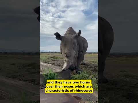 Do you know the Javan rhino, guys? #shorts #short #animals #education #rhino