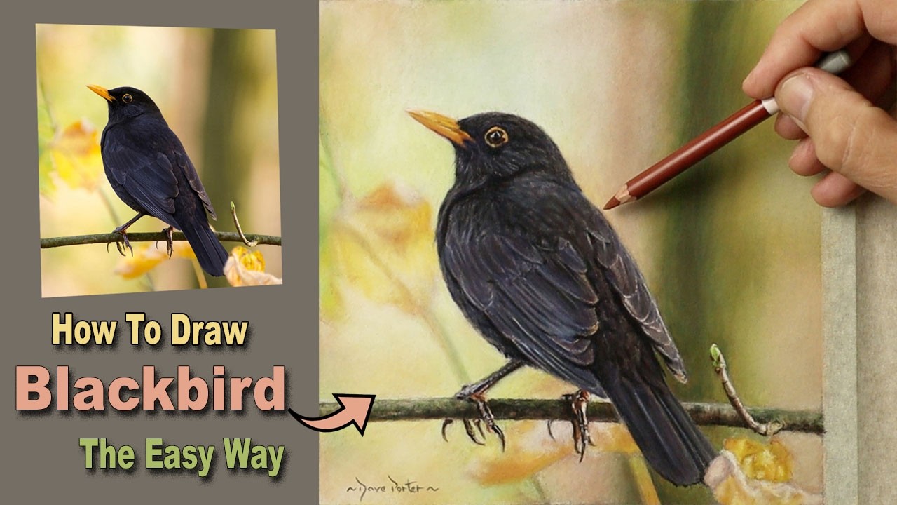 Pastel Pencil Tutorial | How to MIX BLACK and DRAW a Realistic BLACKBIRD | Narrated Tutorial