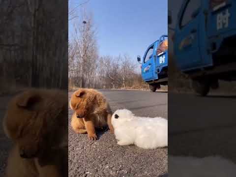Chien Mignon Et Lapin 😍😍 #Shorts #Chien #Animaux