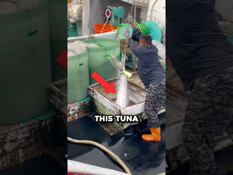 Why Bluefin Tuna Is Worth $1 Million ????