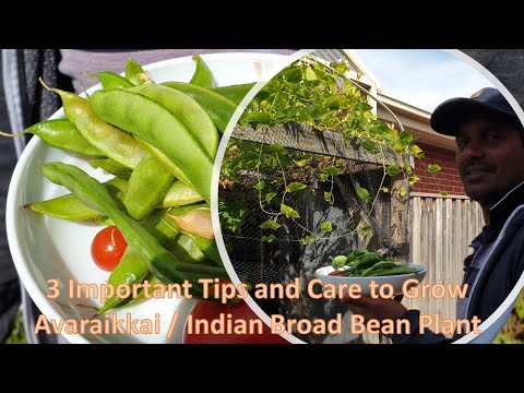 3 Important Tips and Care to Grow Avaraikkai Indian Broad Bean in Melbourne English Version