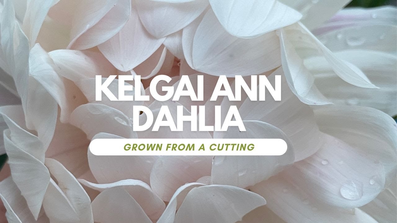 Exquisite Kelgai Ann dahlia in all stages of opening.