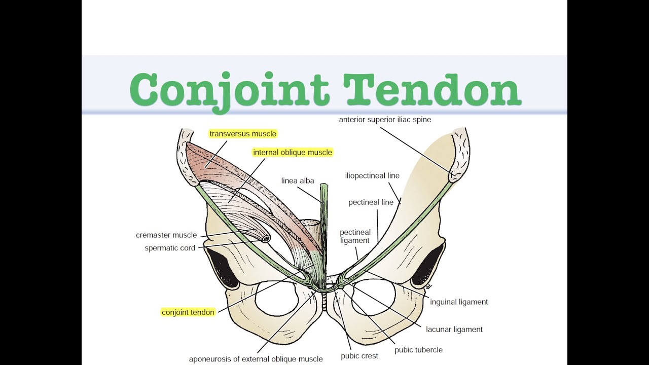 Conjoint Tendon