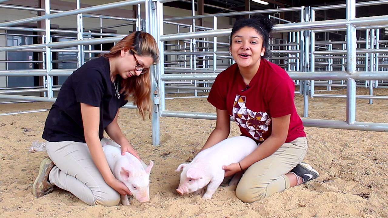 San Antonio ISD - Citizens Oversight Committee, Bond Thank You Video 2016