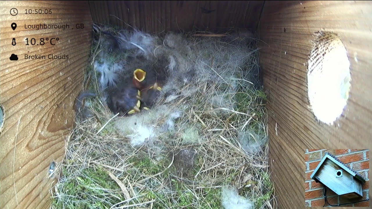Blue Tit Nest box Loughborough 2026 - livestream - 7 chicks hatched