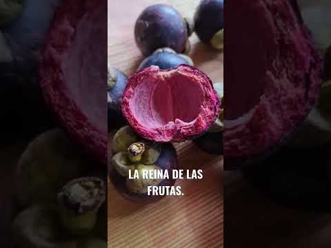 La Reina de las frutas. El exquisito Mangostino o Mangostan.