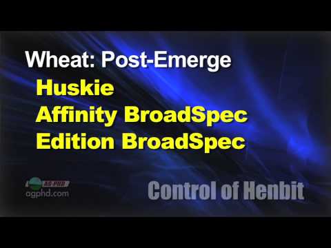 Weed of the Week #767 - Henbit (Air Date 12/16/12)