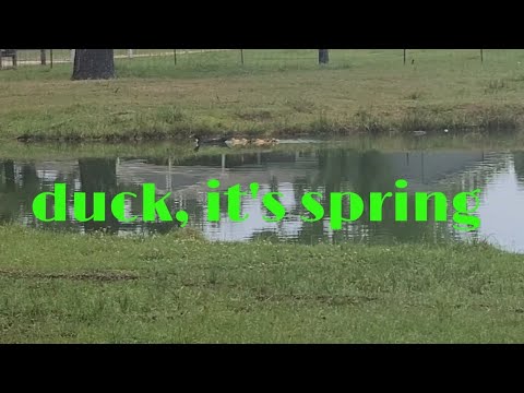 Duck, it's spring!