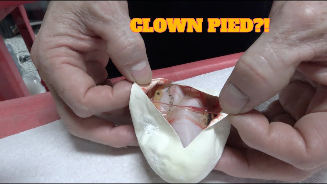 Combo Clown Pied Egg Cutting!