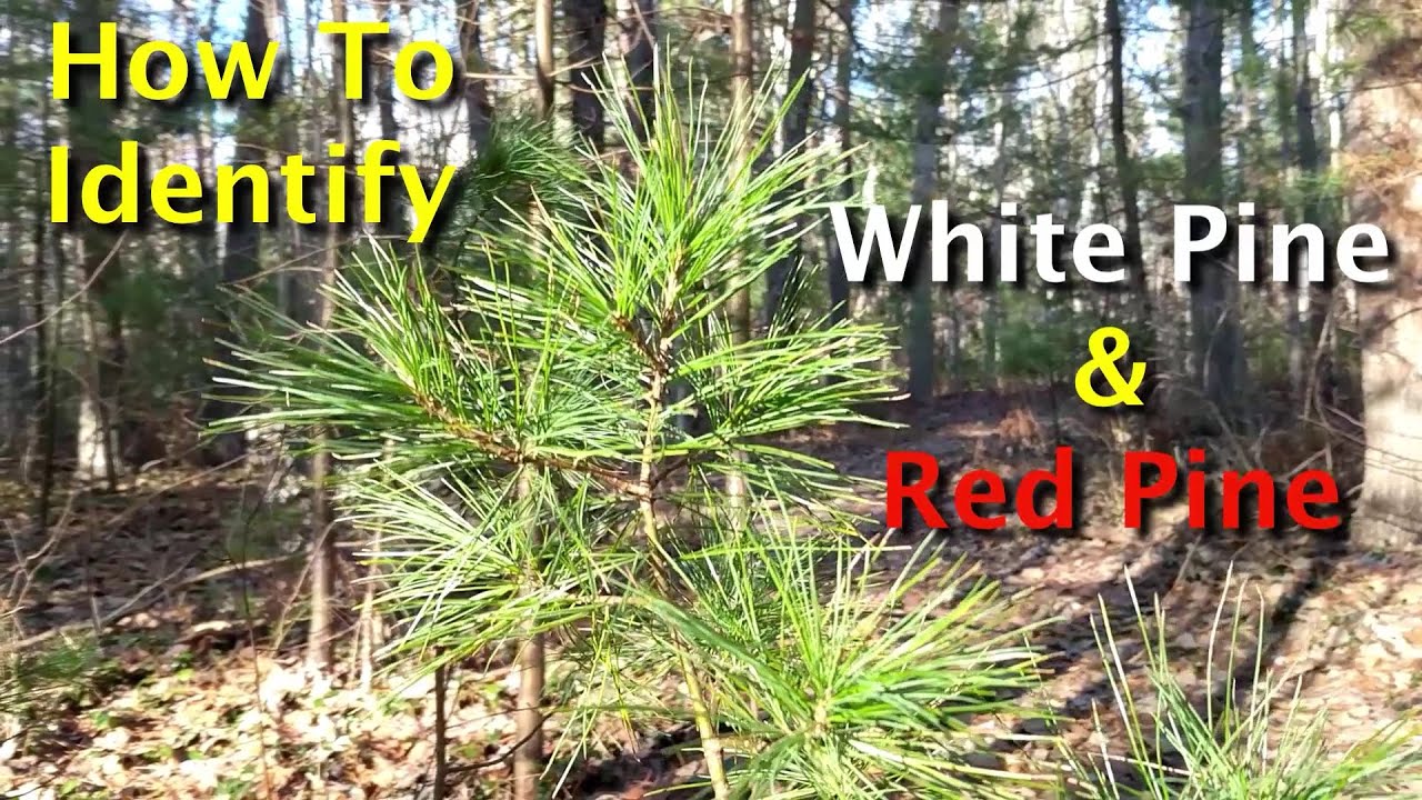 How To Identify White Pine & Red Pine Trees