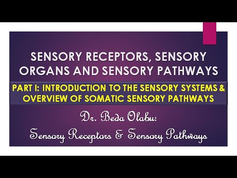 INTRODUCTION TO THE SENSORY RECEPTORS & OVERVIEW OF SOMATIC SENSORY PATHWAYS