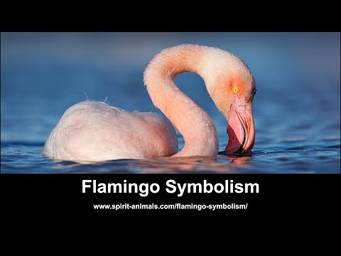 Flamingo Symbolism