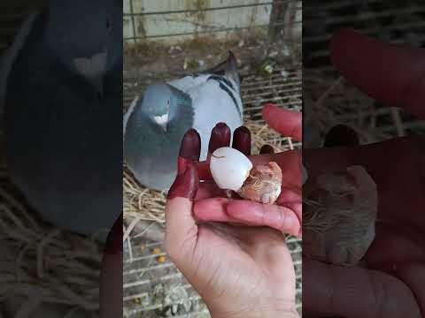 My crazy pigeons egg hatching time