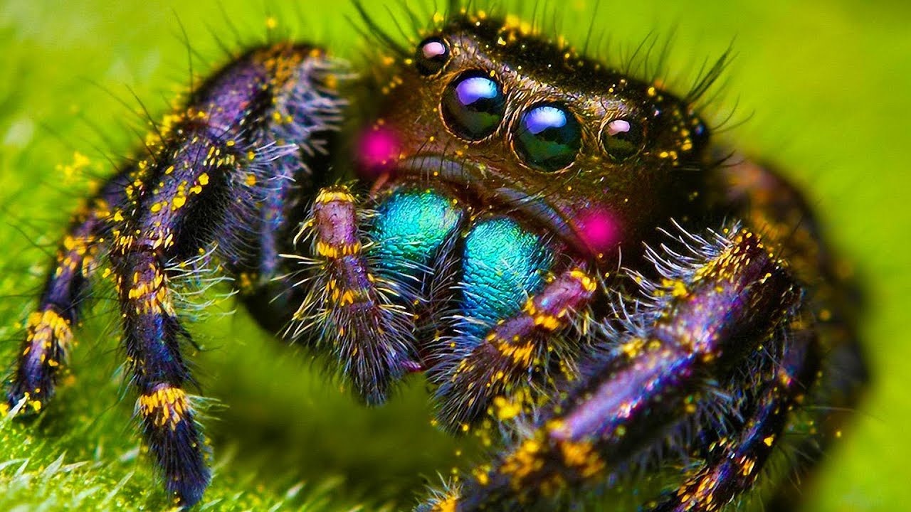 Why Spiders are good friends