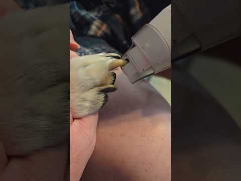 Check your coupons for discounts! #doggrooming #groomer #coolgadgets