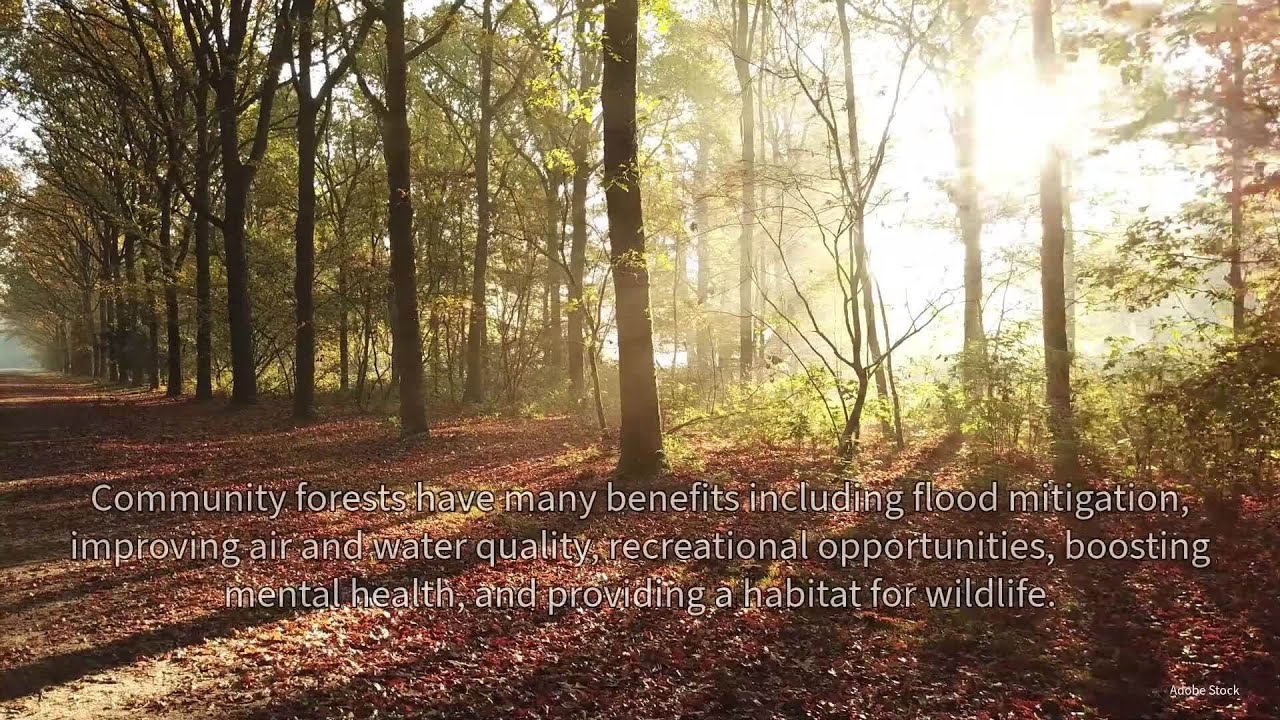 DEC opens applications for forest conservation grants