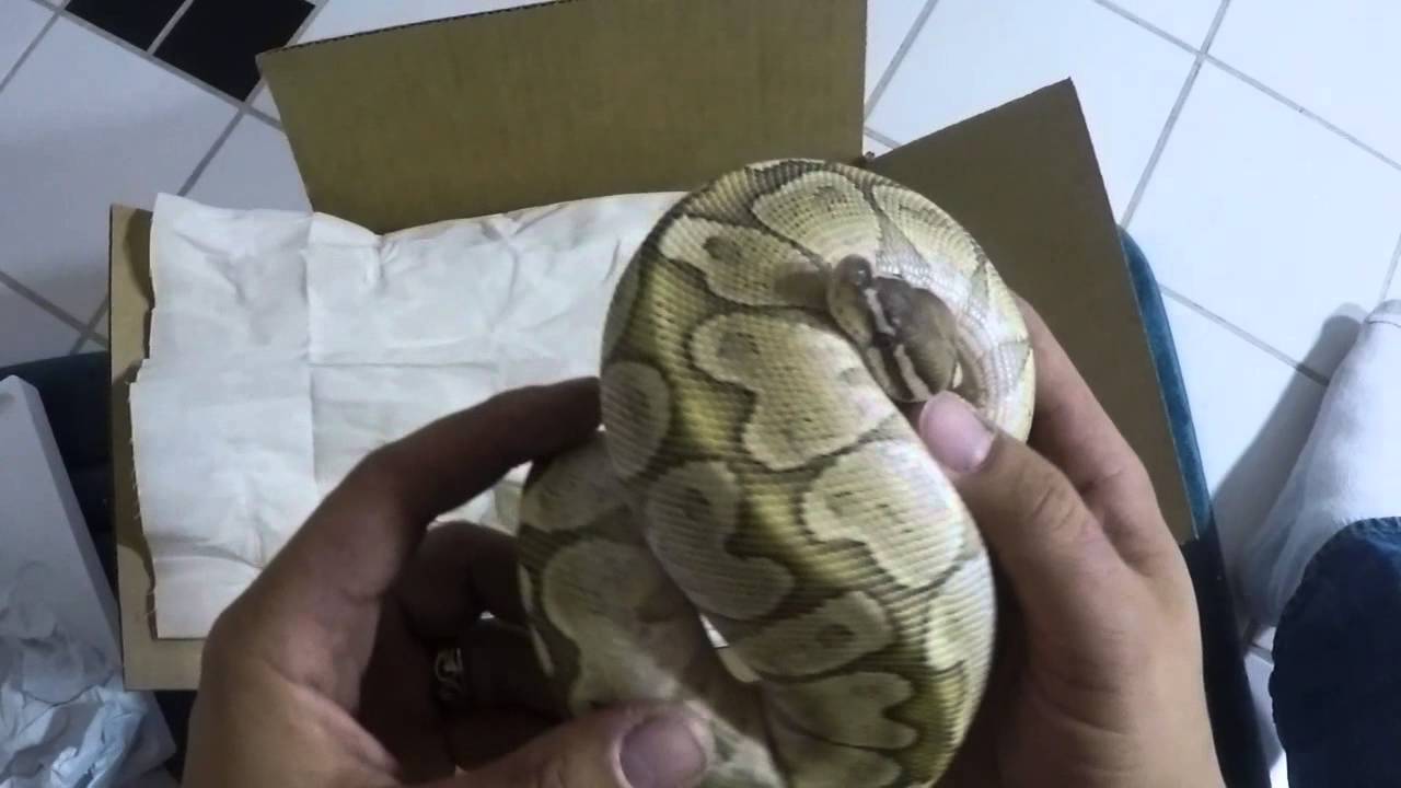 Bamboo Ball Python Unboxing