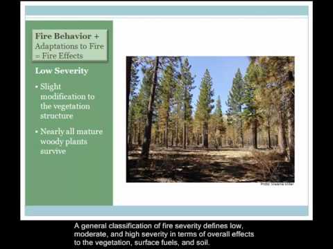 Lesson 6: Fire effects part 1