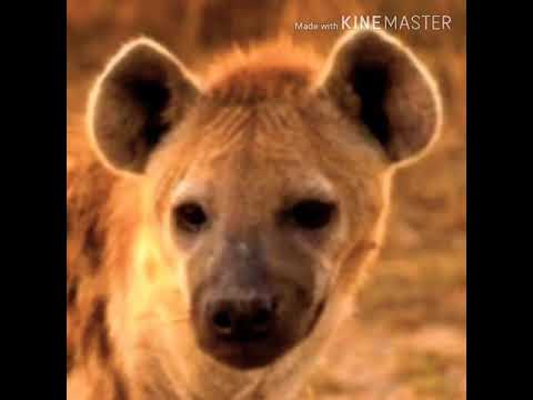 Hyena Laugh πΊ π