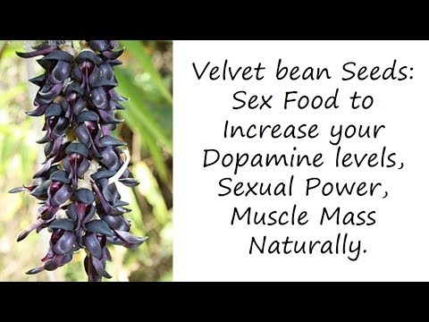 Mucuna Pruriens Extract - Velvet Bean Extract Latest Price ...