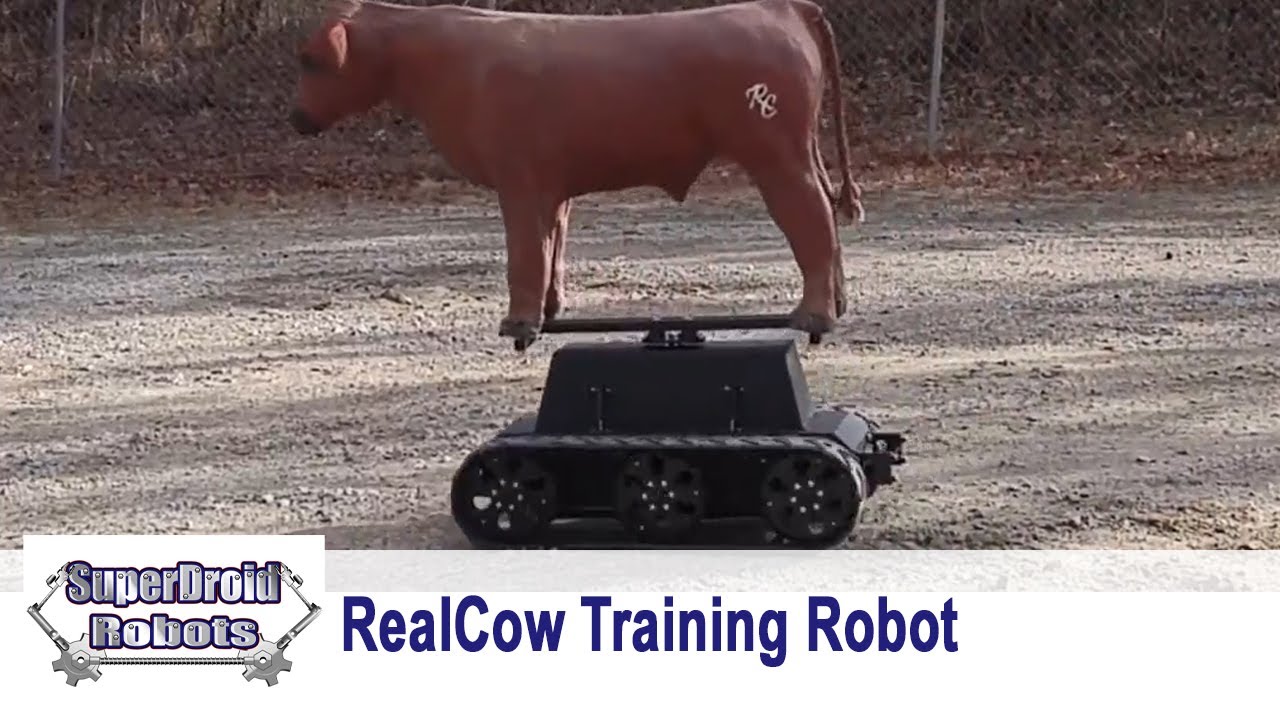 RealCow Training Robot by SuperDroid Robots