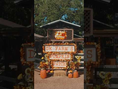 DK FARMS & GARDENS | PETTING ZOO | LARGO FL - #shorts #animals #farms