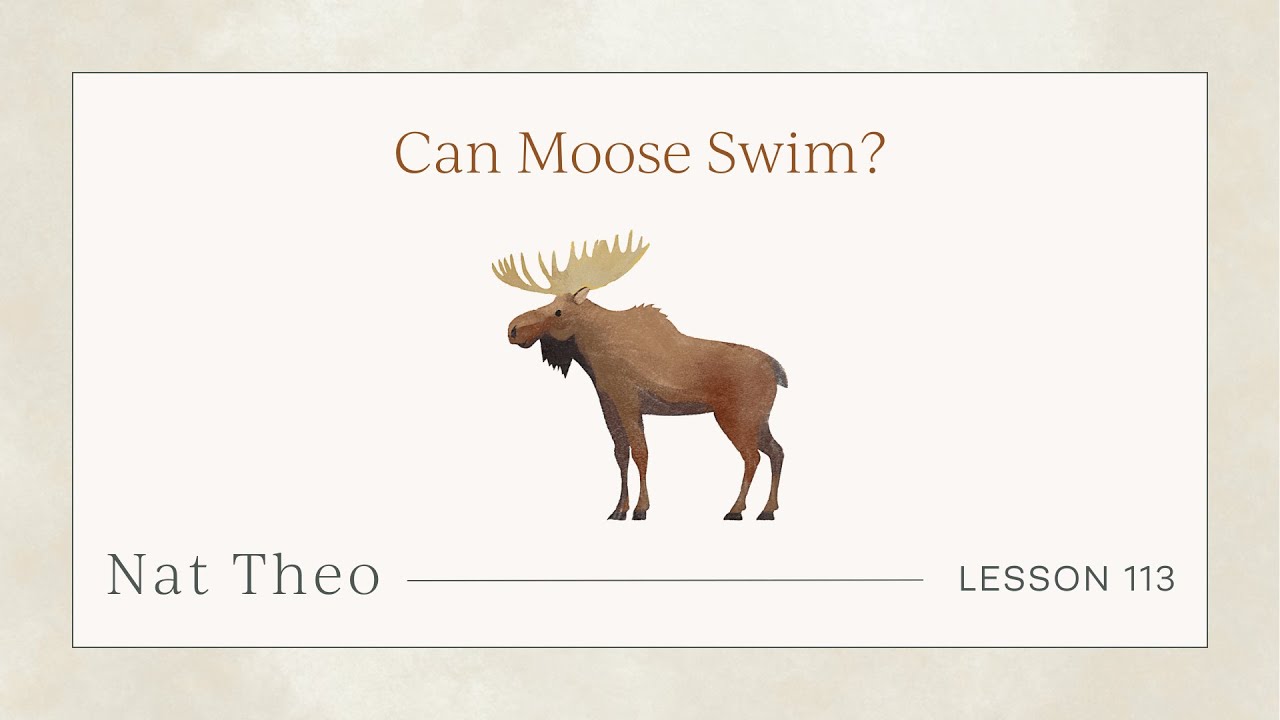 Can Moose Swim? Lesson 113