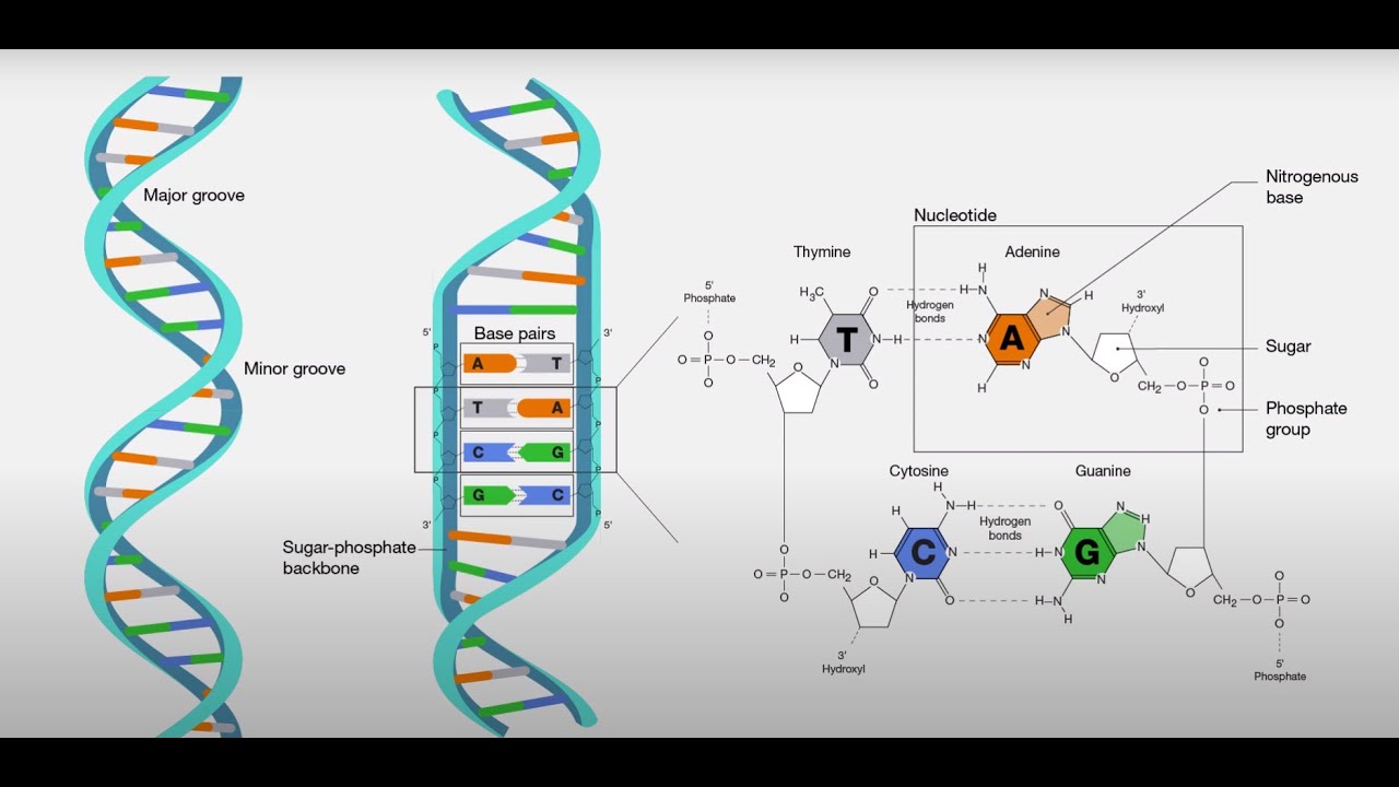 DNA Structure and Function Part 1