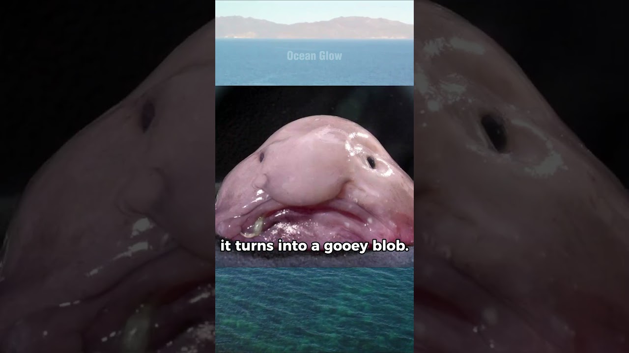 The Ugliest Fish on Earth? Meet the Blobfish 🐟 #shorts