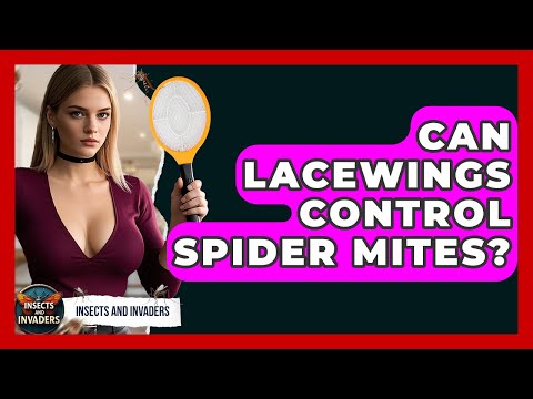 Can Lacewings Control Spider Mites? - Insects and Invaders