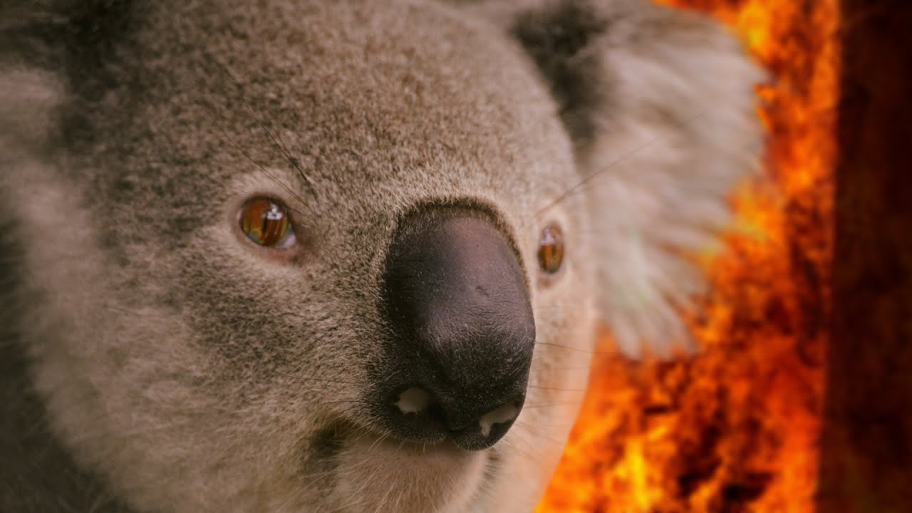 Koala bear in the fire (wallpaper timelapse) part 1 | Unklucky - Digital Art
