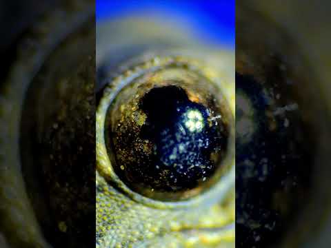 How a common geckos eye "Pupils" response to light