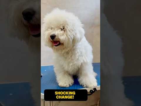 Bichon Frise Transforms Into Fluffy Dream Pet